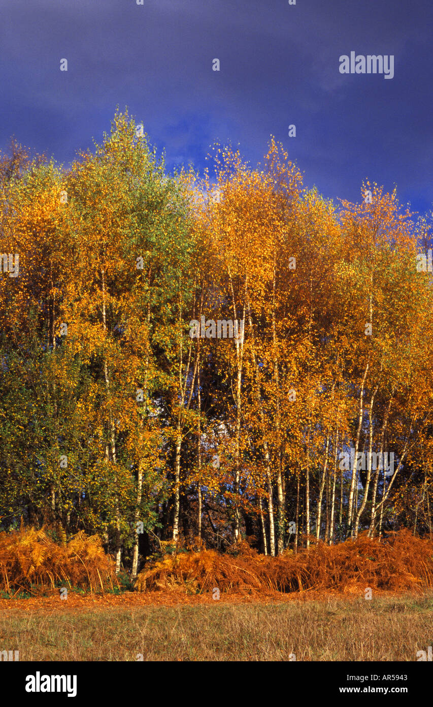 Silver birch trees betula hi-res stock photography and images - Alamy
