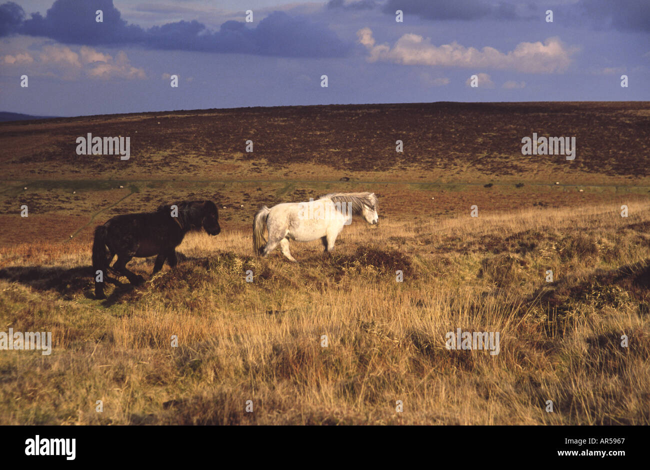 Dartmoor Ponies on open moor on Dartmoor Devon England UK Stock Photo ...