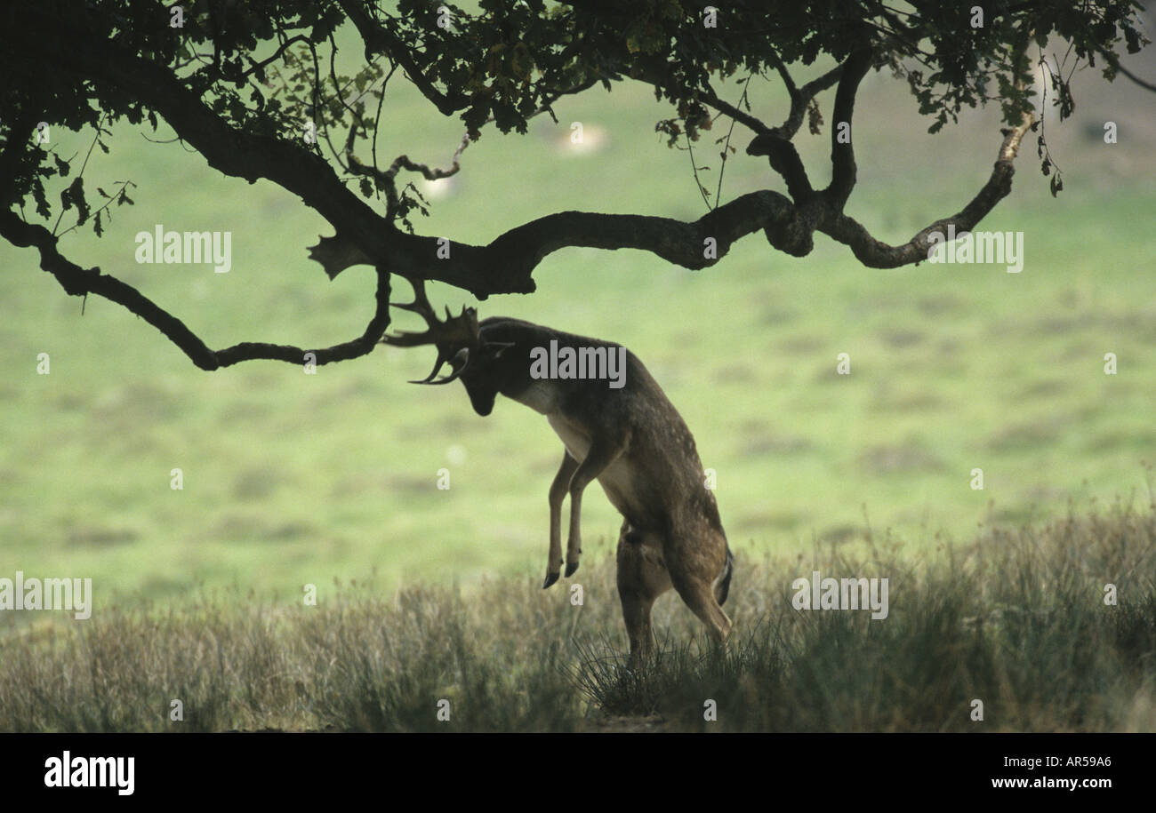 Stag in autumn sussex hi-res stock photography and images - Alamy