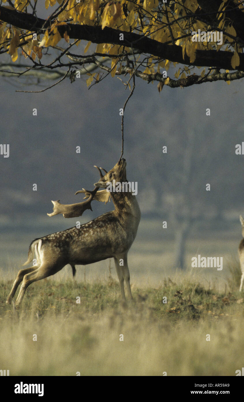 FALLOW DEER STAG SCRATCHING NOSE ON BRANCH SUSSEX UK Stock Photo - Alamy