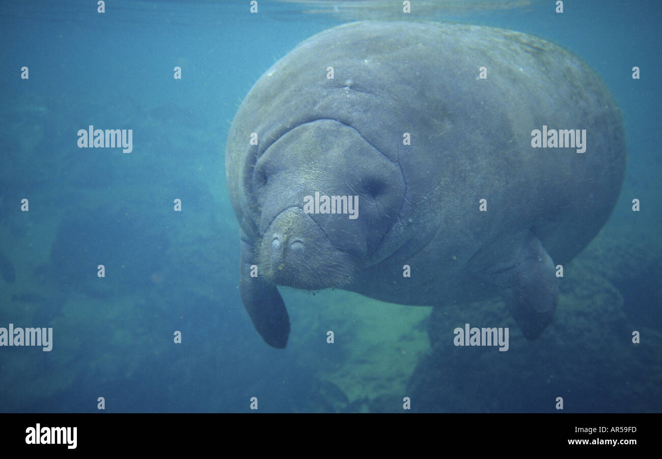 WESTINDIAN MANATEE FLORIDA USA Stock Photo - Alamy