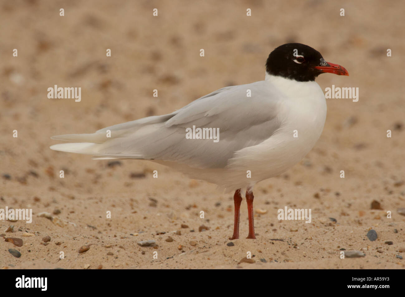Mediterranean Gull - Larus melanocephalus Stock Photo - Alamy