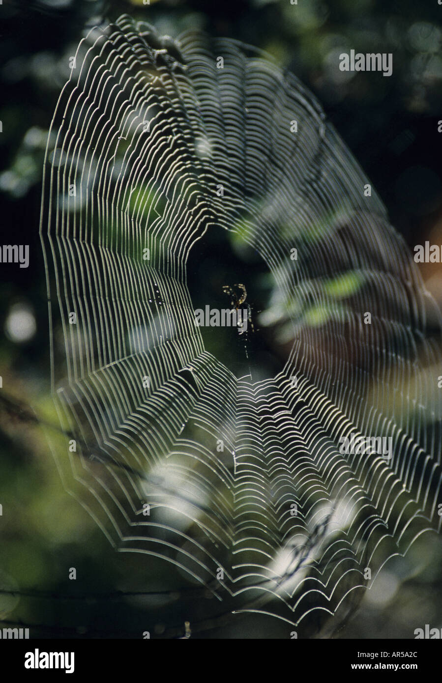 SPIDERS WEBB SUSSEX UK Stock Photo - Alamy