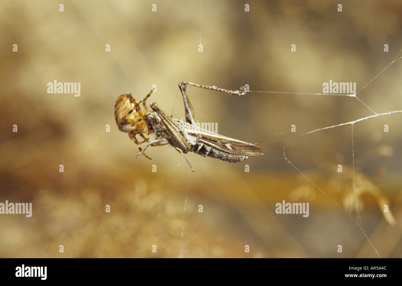Tarantula Eating Cricket