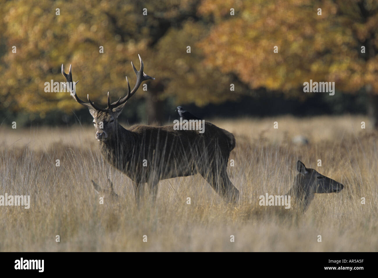 Stag with jackdaw hi-res stock photography and images - Alamy
