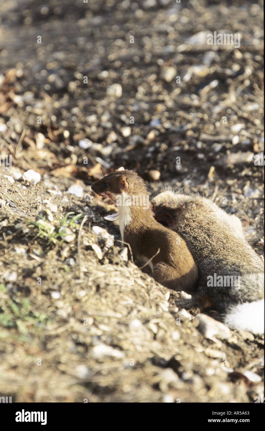 Killing rabbit hi-res stock photography and images - Alamy