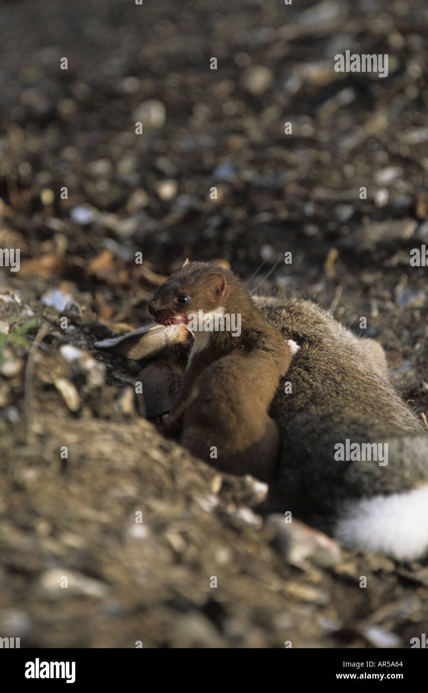 STOAT COVERED IN BLOOD AFTER EATING RABBIT ARUNDEL SUSSEX UK Stock ...