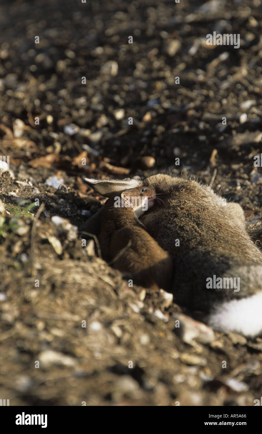Killing the rabbit hi-res stock photography and images - Alamy