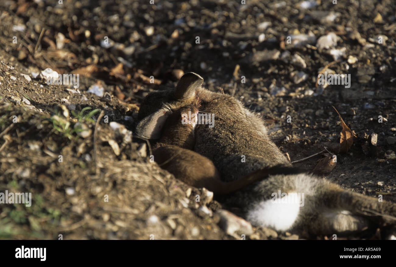 Stoat Uk Rabbit High Resolution Stock Photography and Images - Alamy