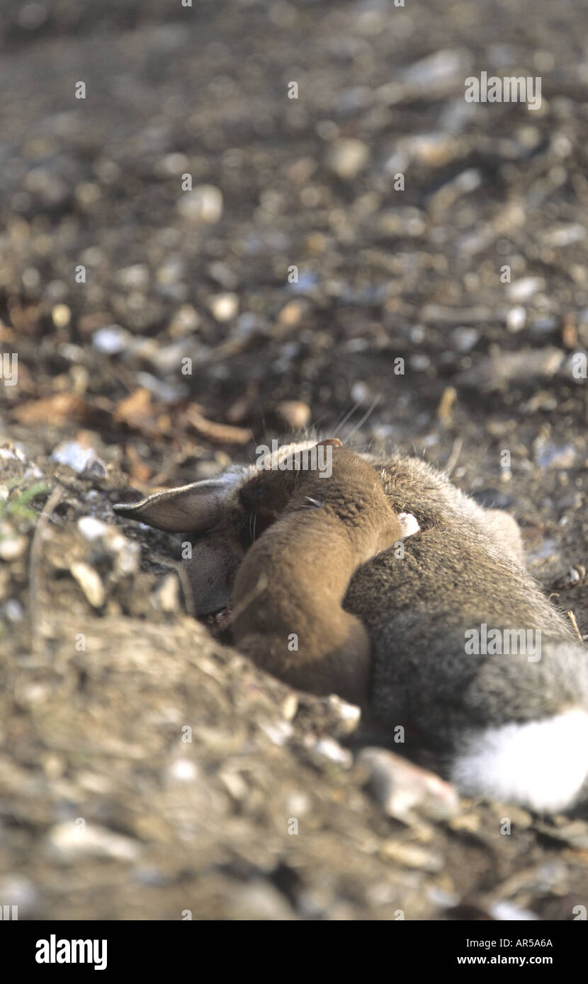 Stoat Uk Rabbit High Resolution Stock Photography and Images - Alamy