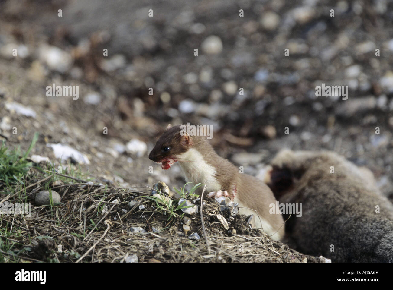 STOAT WITH BLOOD COVERED FACE ARUNDEL SUSSEX UK Stock Photo - Alamy