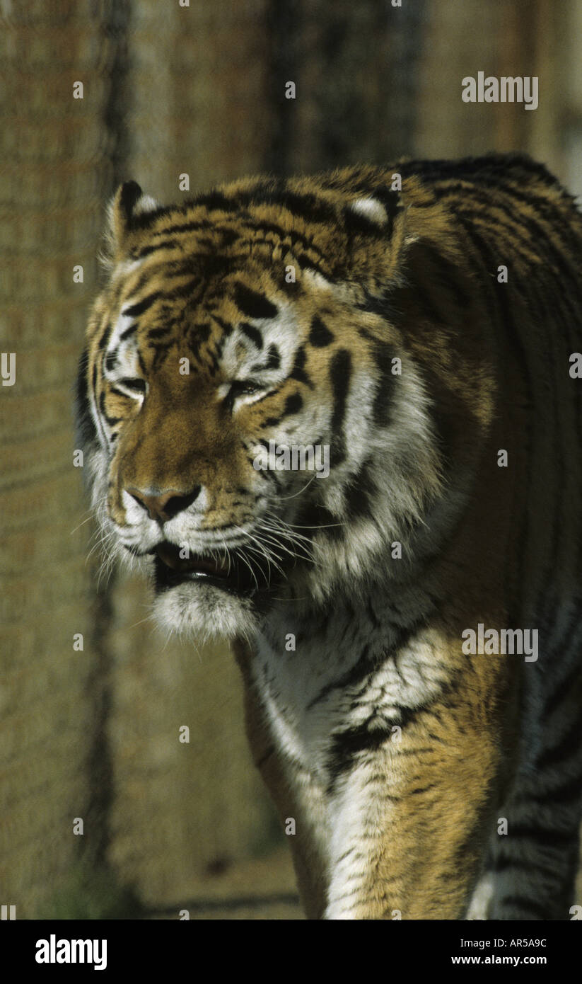 Tiger inside cage hi-res stock photography and images - Alamy