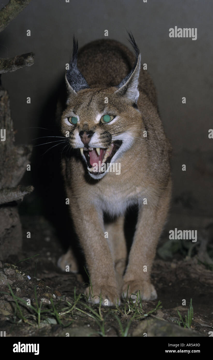 CARACAL CAT HISSING Stock Photo - Alamy