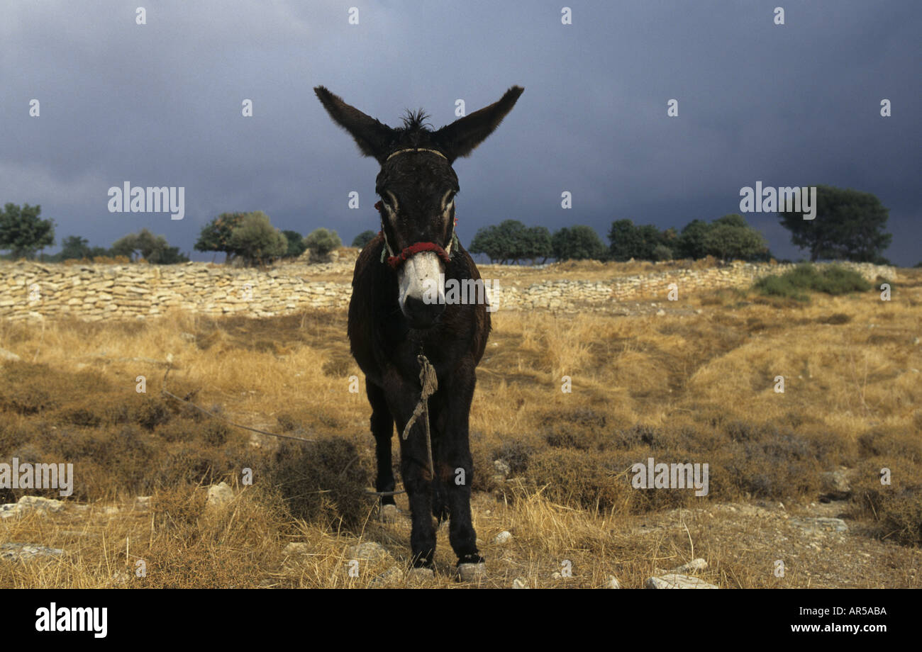CYPRUS DONKEY PAFOS CYPRUS Stock Photo - Alamy