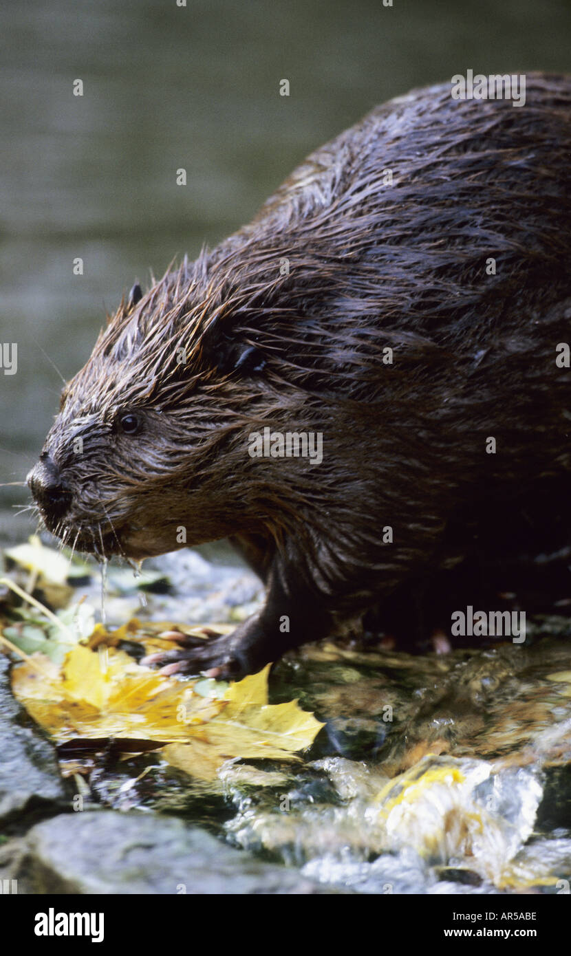 NORTH AMERICAN BEAVER Stock Photo - Alamy