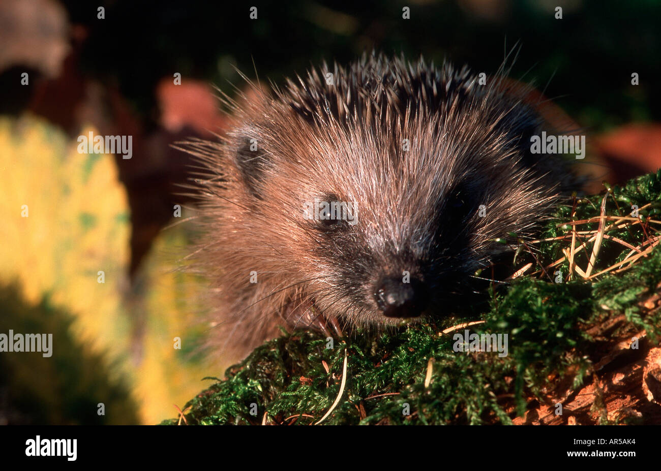 Western european hedgehog, Erinaceus europaeus, Igel, Germany, Europe ...