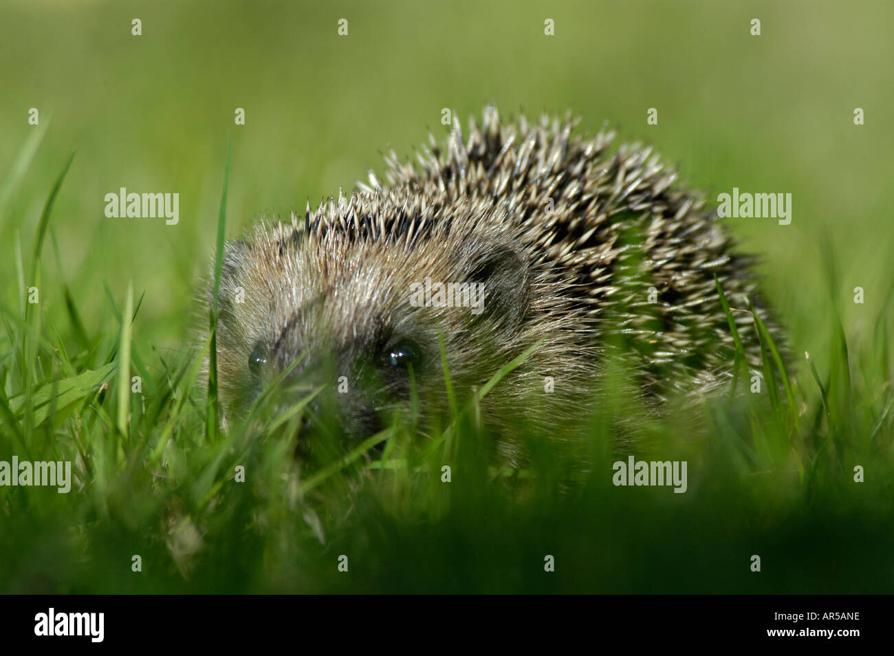 Western european hedgehog, Erinaceus europaeus, Igel, Germany, Europe ...