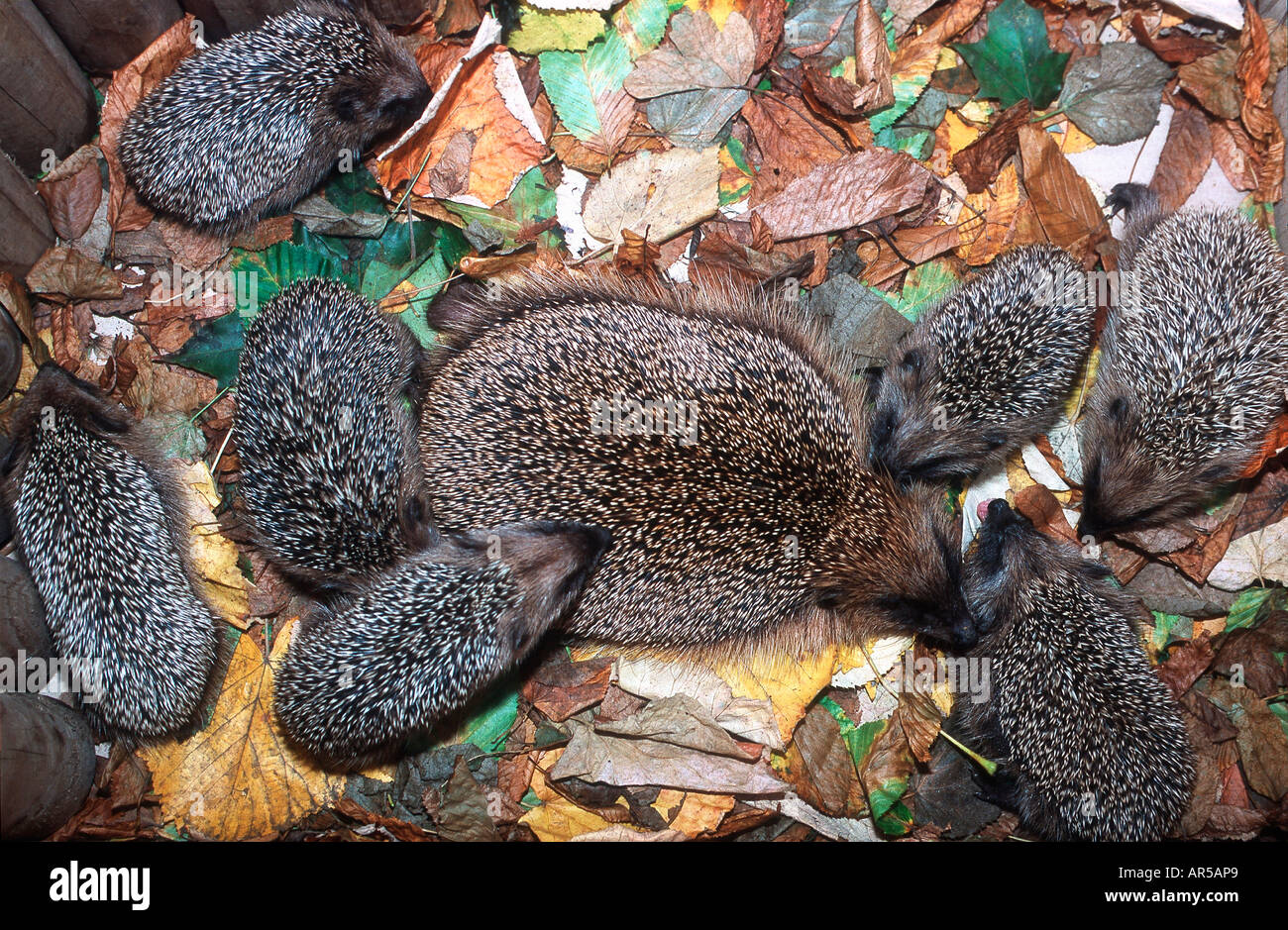 Igel nest hi-res stock photography and images - Alamy