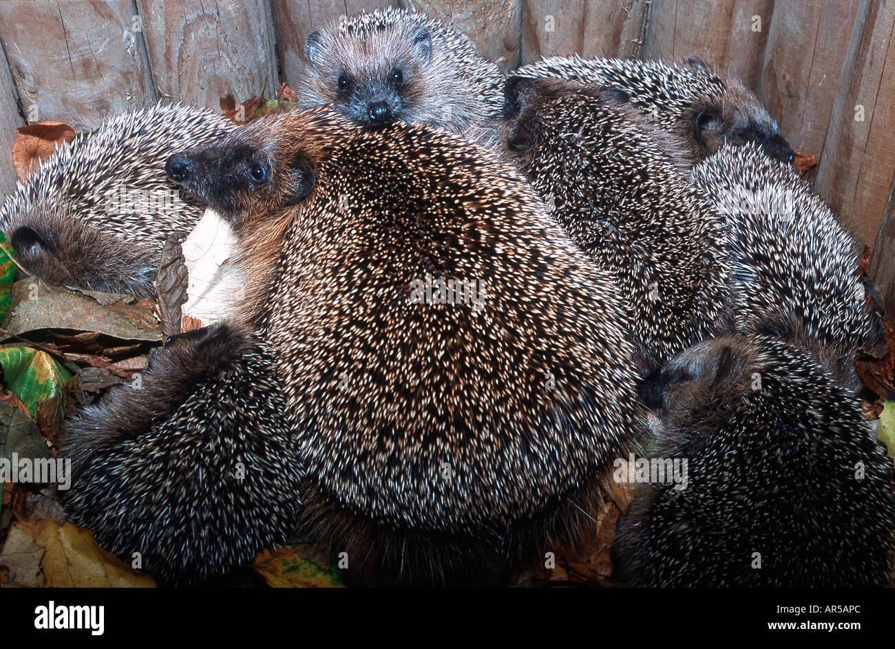 Igel nest hi-res stock photography and images - Alamy