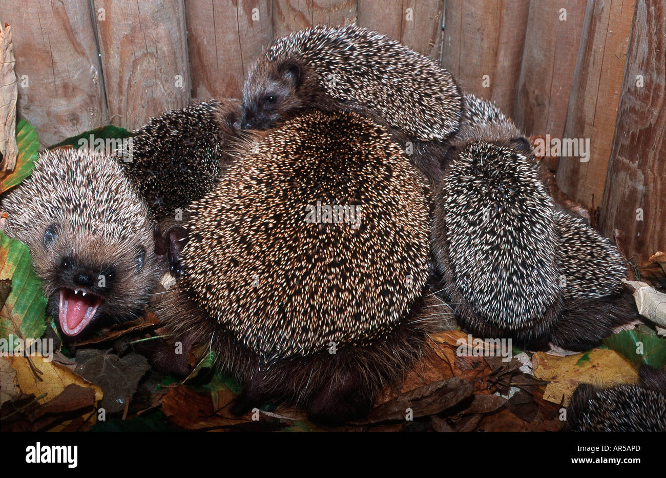 Igel nest hi-res stock photography and images - Alamy