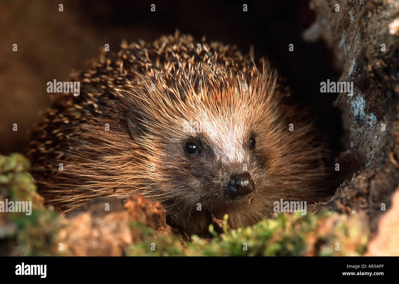 Western european hedgehog, Erinaceus europaeus, Igel, Germany, Europe ...