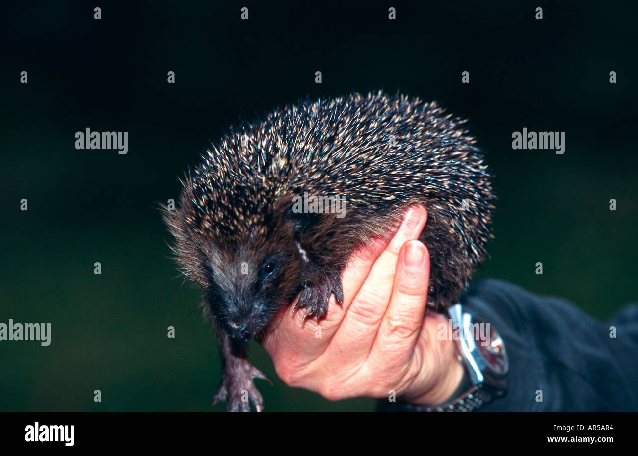 Western european hedgehog, Erinaceus europaeus, Igel, Germany, Europe ...