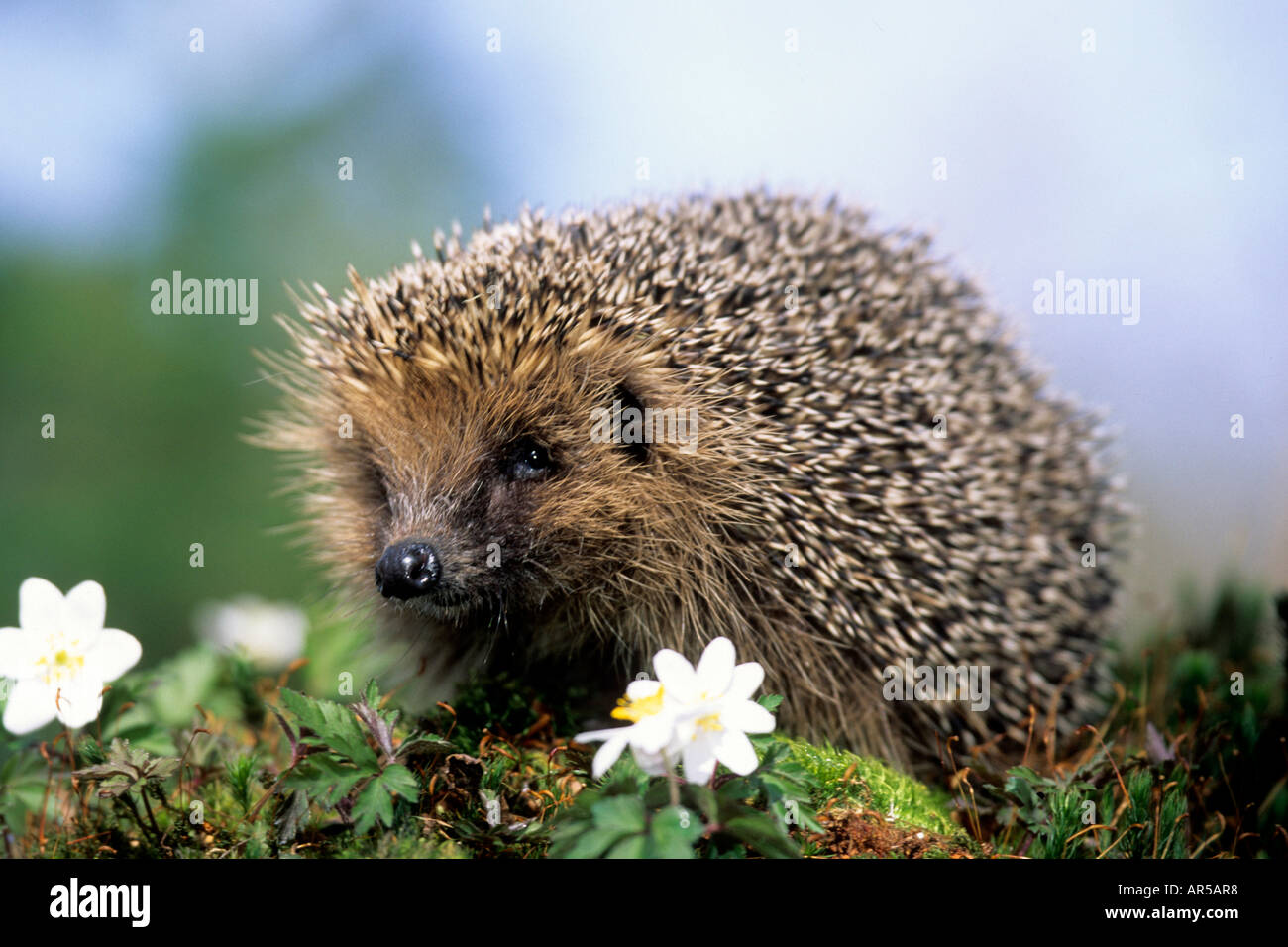 Western european hedgehog, Erinaceus europaeus, Igel, Germany, Europe ...