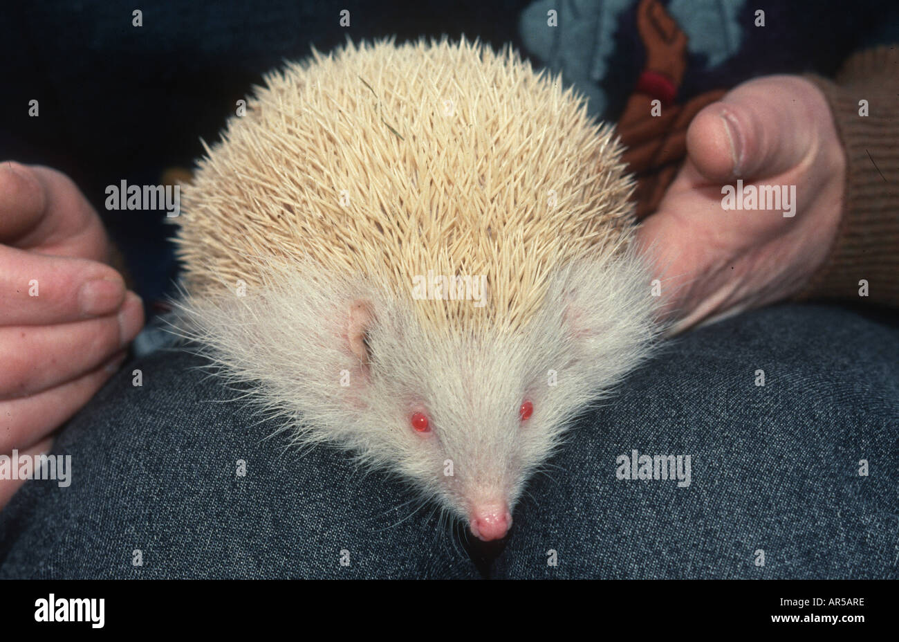 Albino Hedgehog High Resolution Stock Photography and Images - Alamy