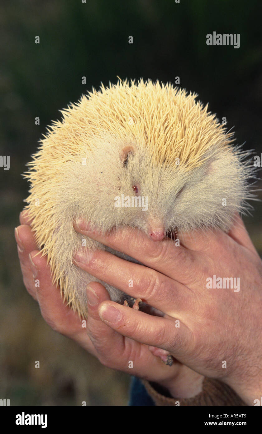 Albino igel hi-res stock photography and images - Alamy