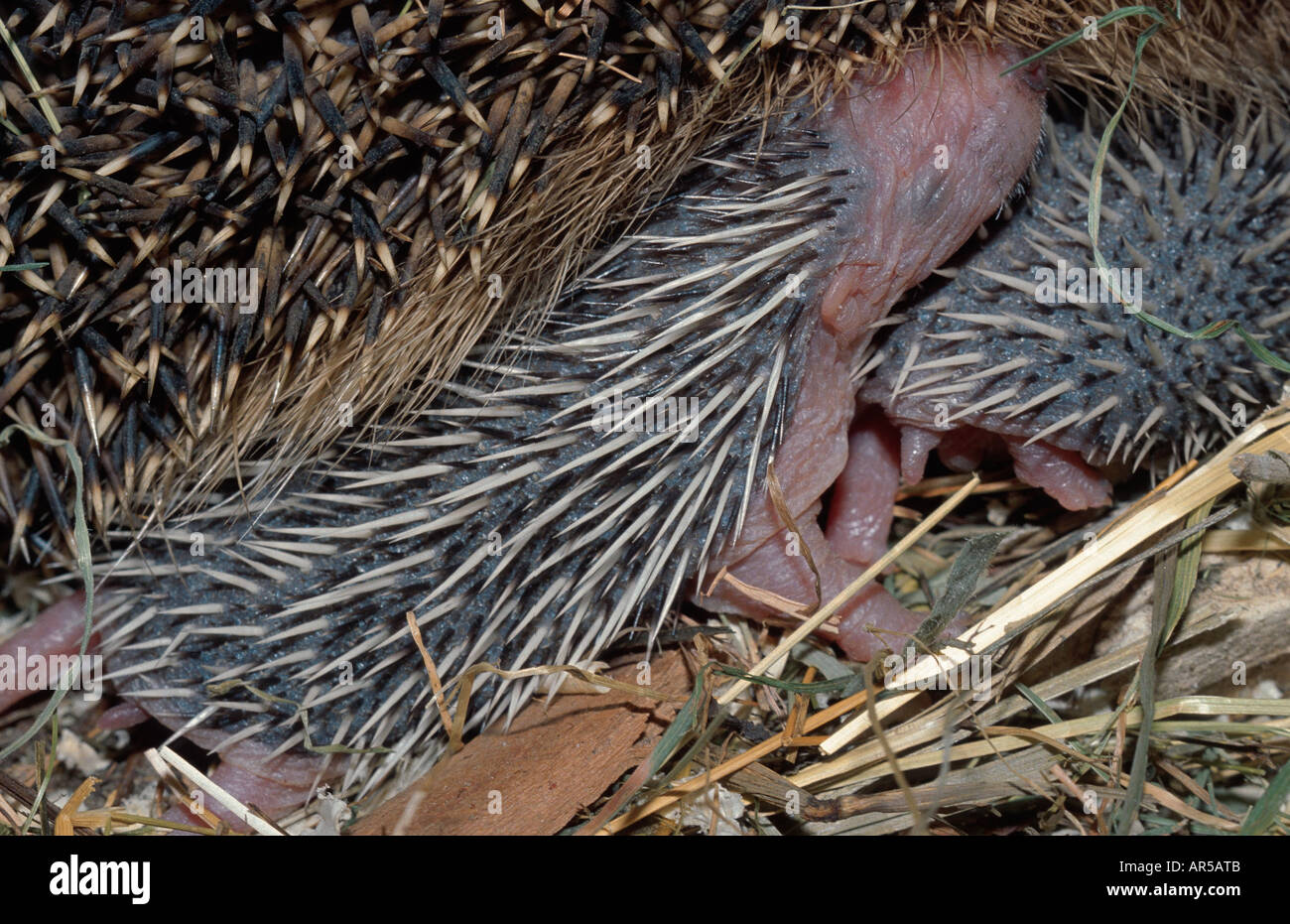 Western european hedgehog, Erinaceus europaeus, Igel, Germany, Europe ...