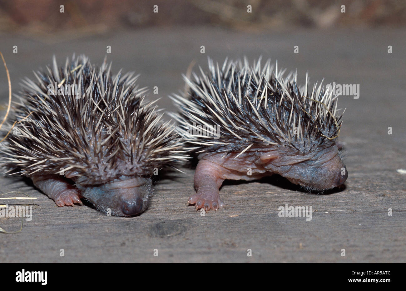 Western european hedgehog, Erinaceus europaeus, Igel, Germany, Europe ...