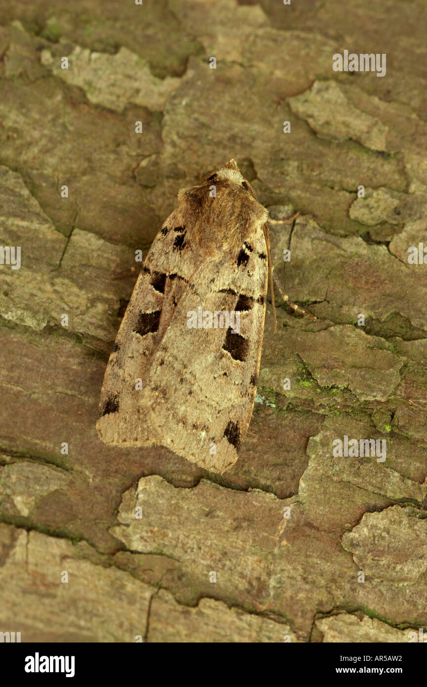 Double Square Spot - Xestia triangulum Stock Photo - Alamy