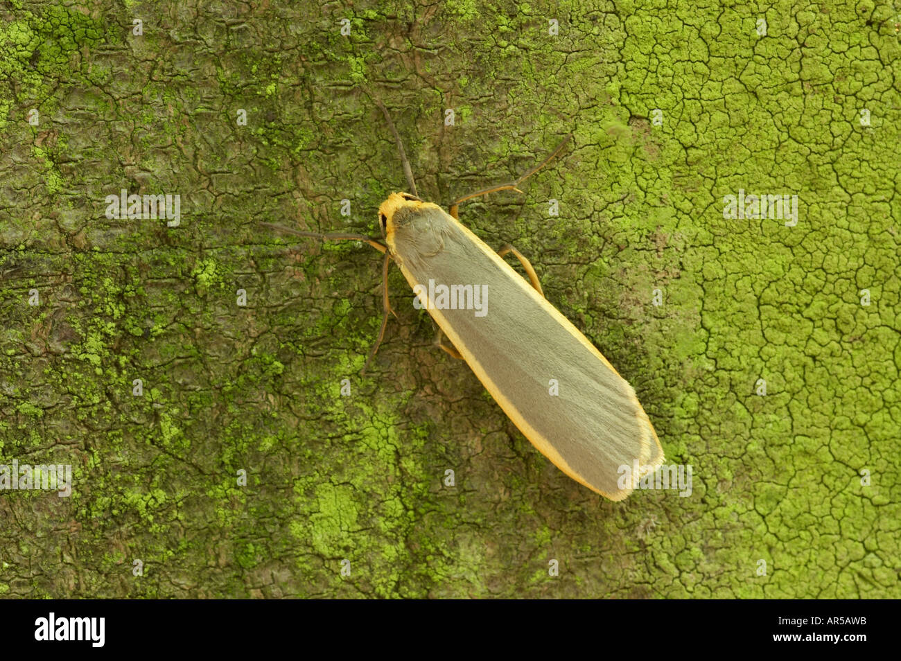Common Footman - Eilema lurideola Stock Photo - Alamy