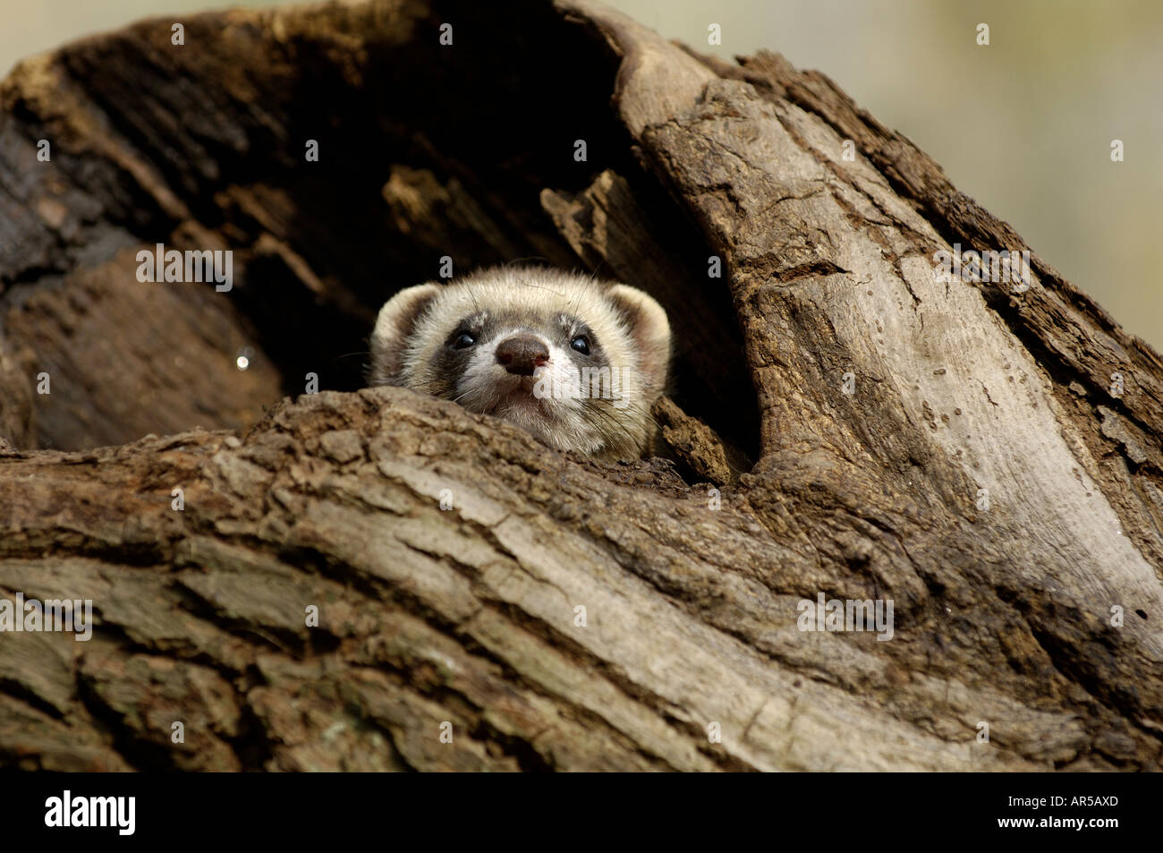 Caveivora hi-res stock photography and images - Alamy