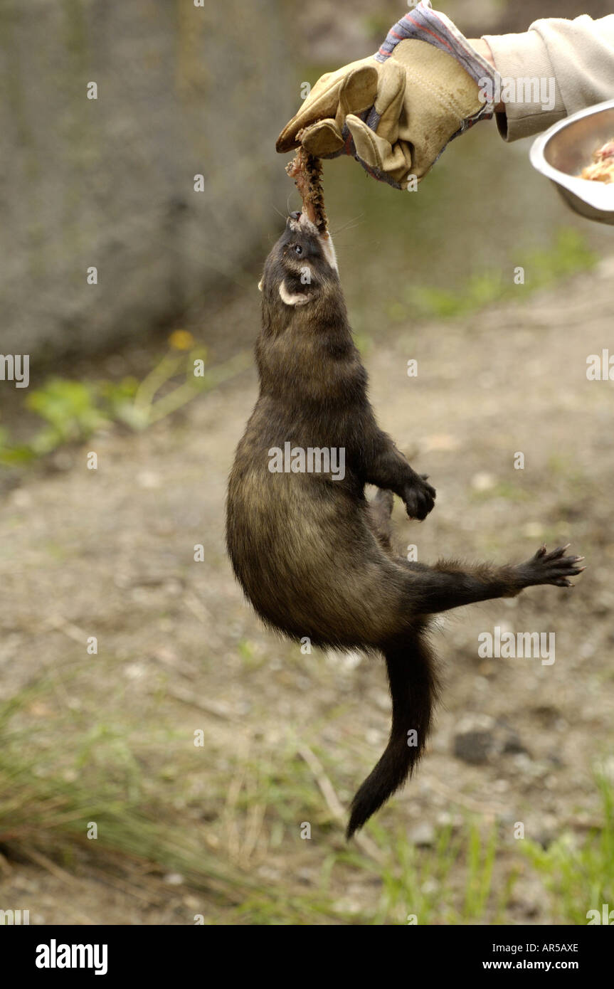 European Polecat, Mustela putorius, Iltis, Waldiltis, Europe, Germany ...