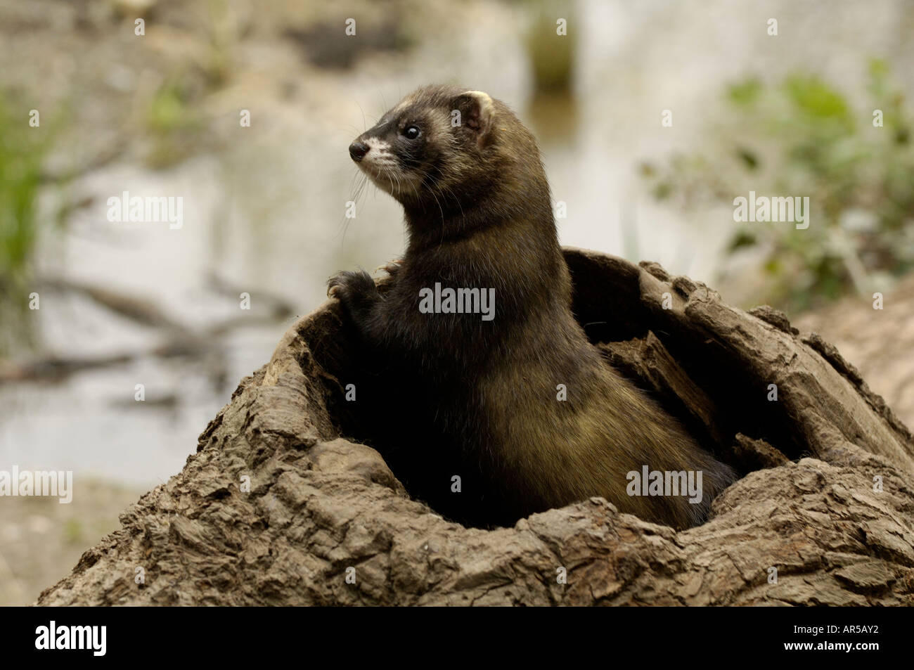 Iltisse hi-res stock photography and images - Alamy