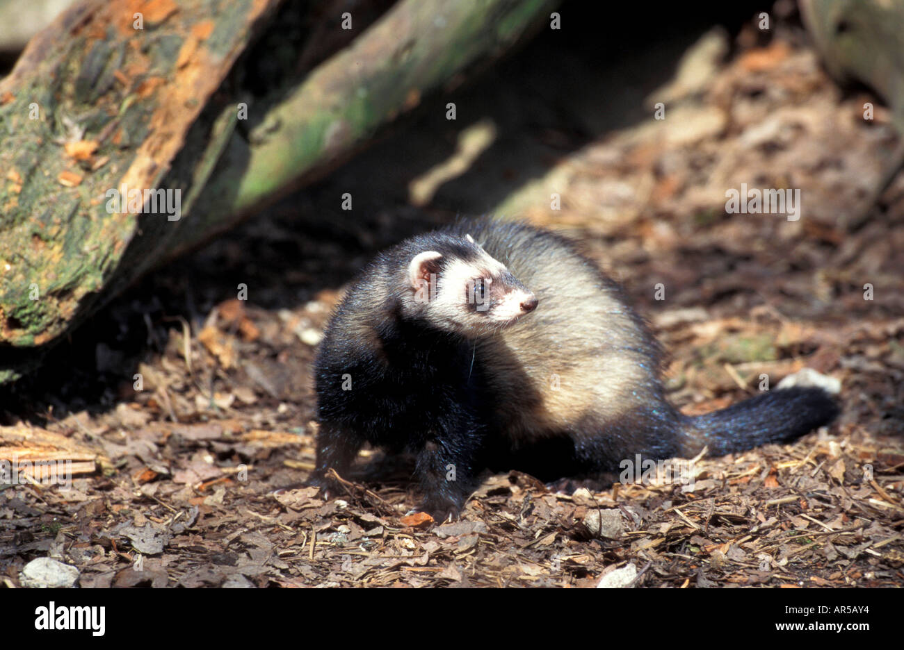 Iltis mustela putorius hi-res stock photography and images - Alamy