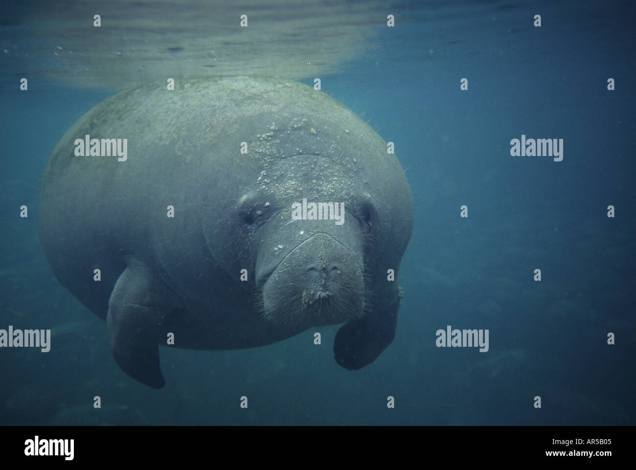 Curious manatee hi-res stock photography and images - Alamy