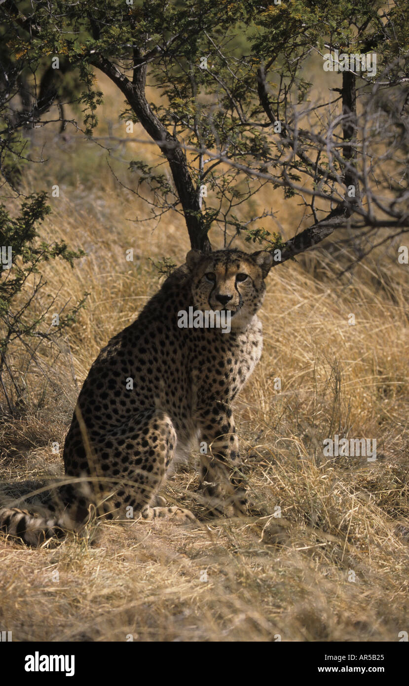 Hissing cheetah hi-res stock photography and images - Alamy
