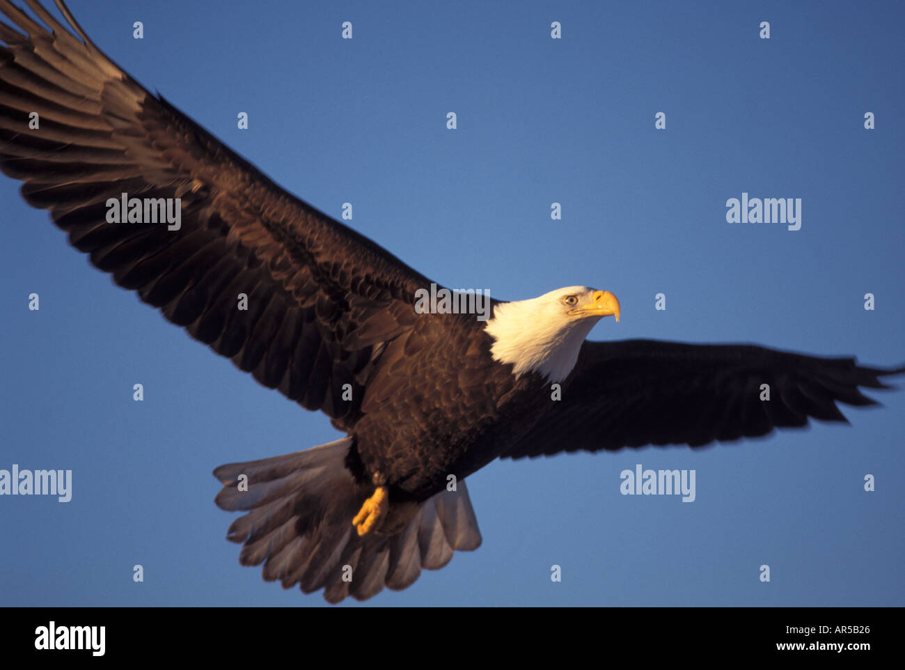 Bald eagle flying Alaska Stock Photo - Alamy