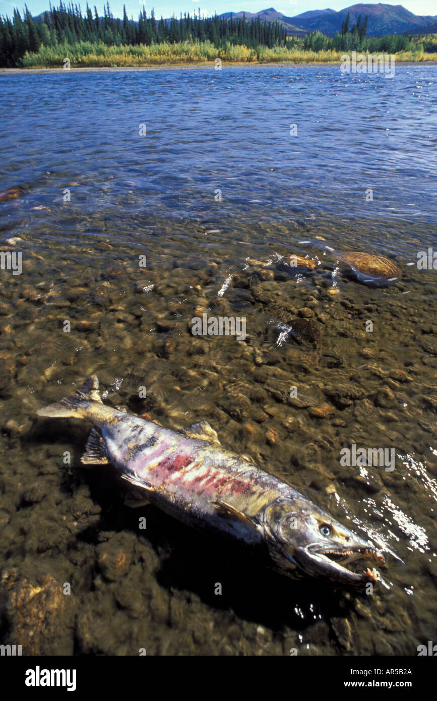 Dead spawned out Chum Dog Salmon in gravel along upper Kobuk River ...
