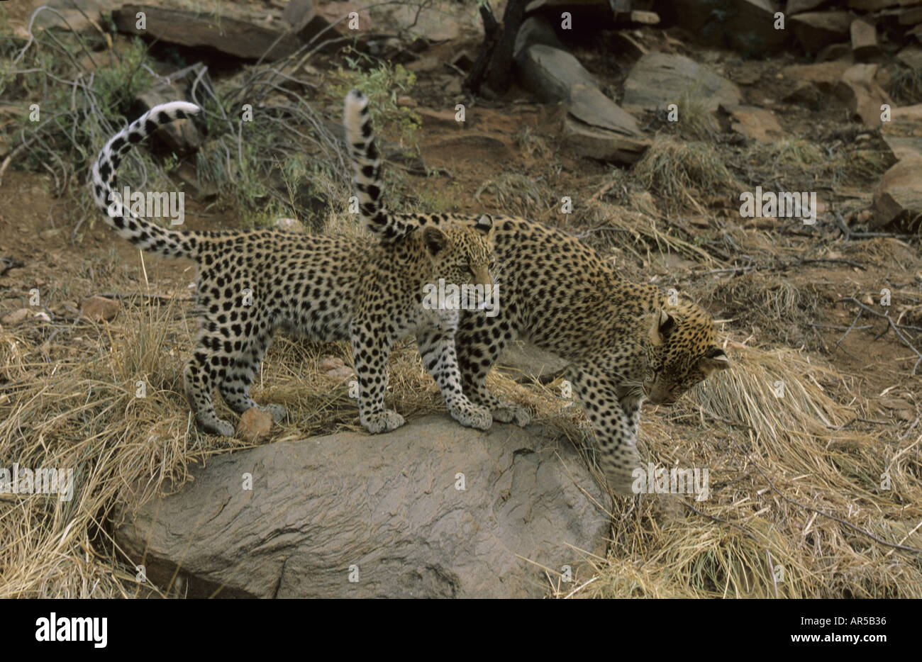 LEOPARD CUBS PLAYING NAMIBIA Stock Photo - Alamy