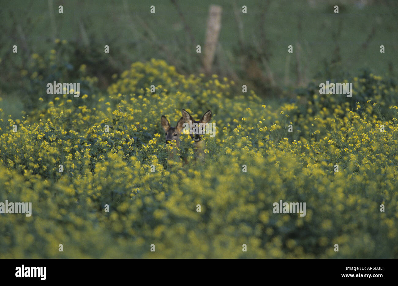 Charlock hi-res stock photography and images - Alamy