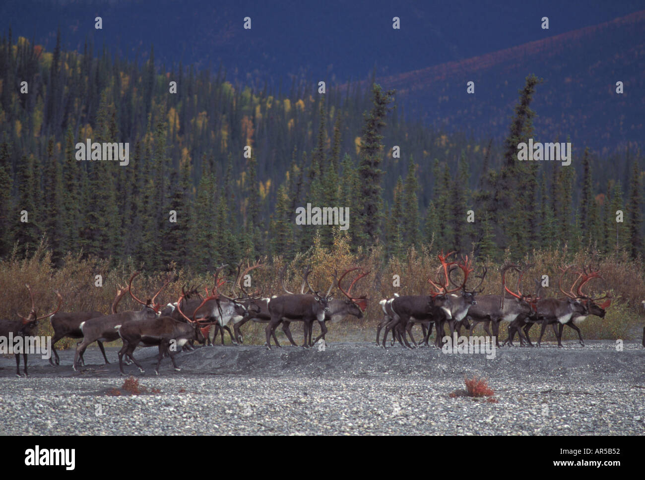 Caribou migration alaska hi-res stock photography and images - Alamy