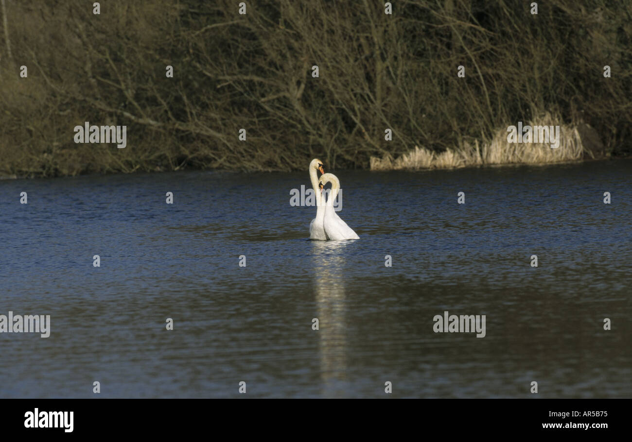 Swans mating dance hi-res stock photography and images - Alamy