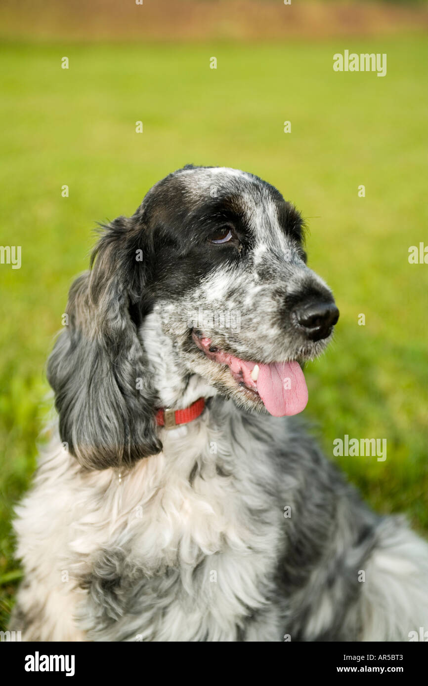 Beautiful cocker spaniel blue roano Stock Photo - Alamy