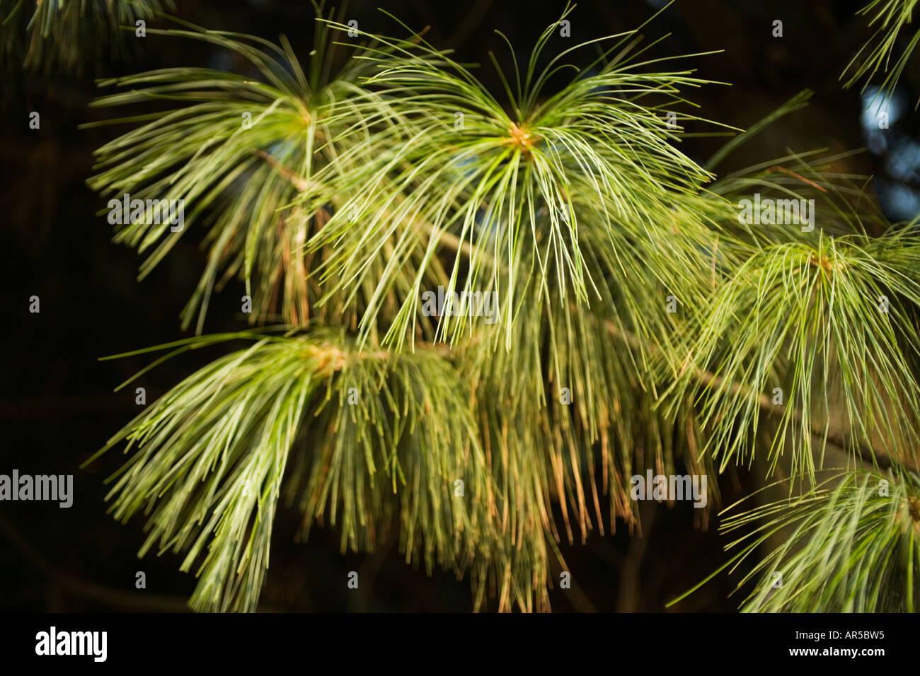 Loblolly pine tree detail (Latin name: Pinus Taeda Stock Photo - Alamy