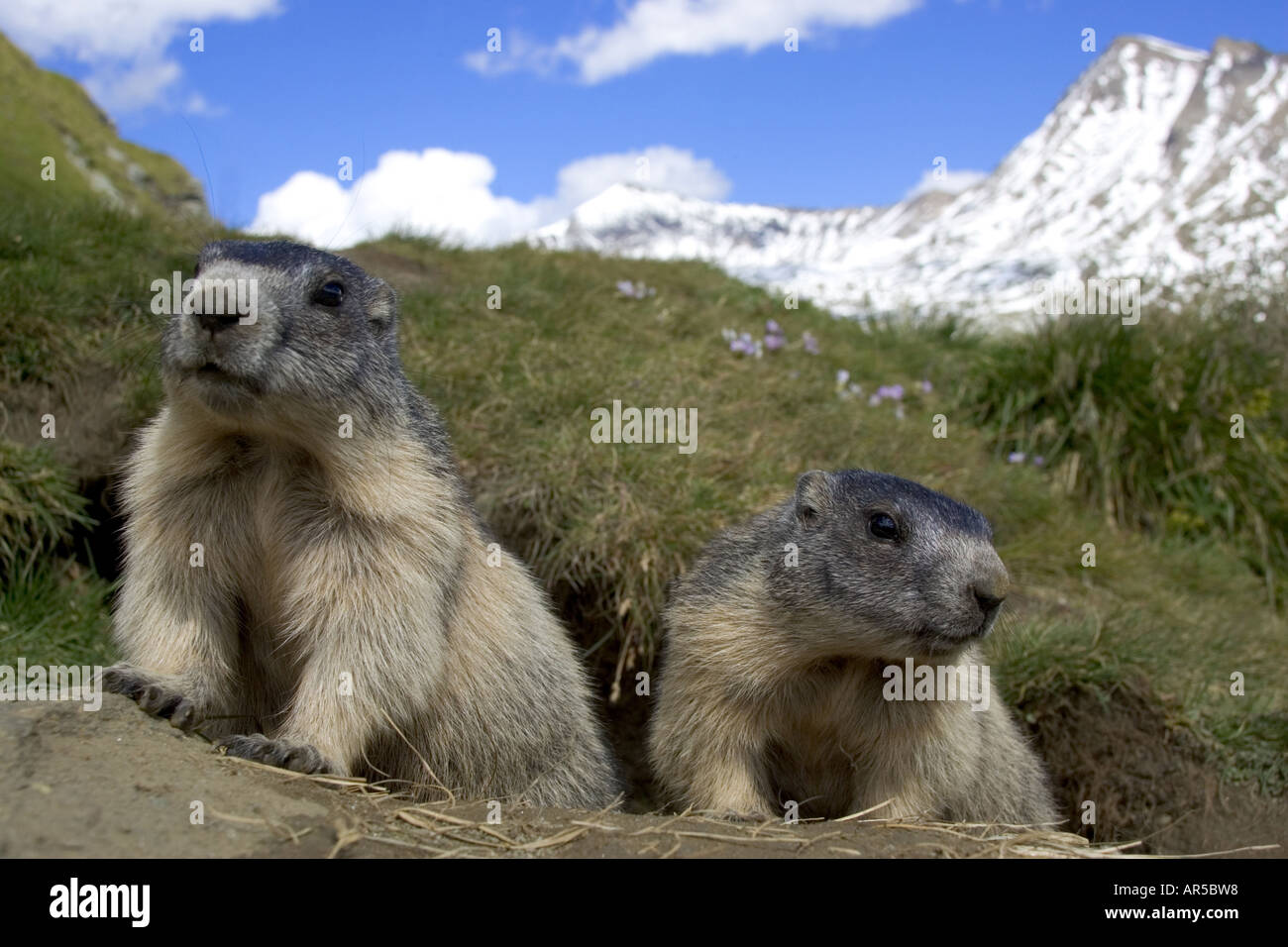European alpine marmot, Alpenmurmeltier, Marmota marmota, Nationalpark ...