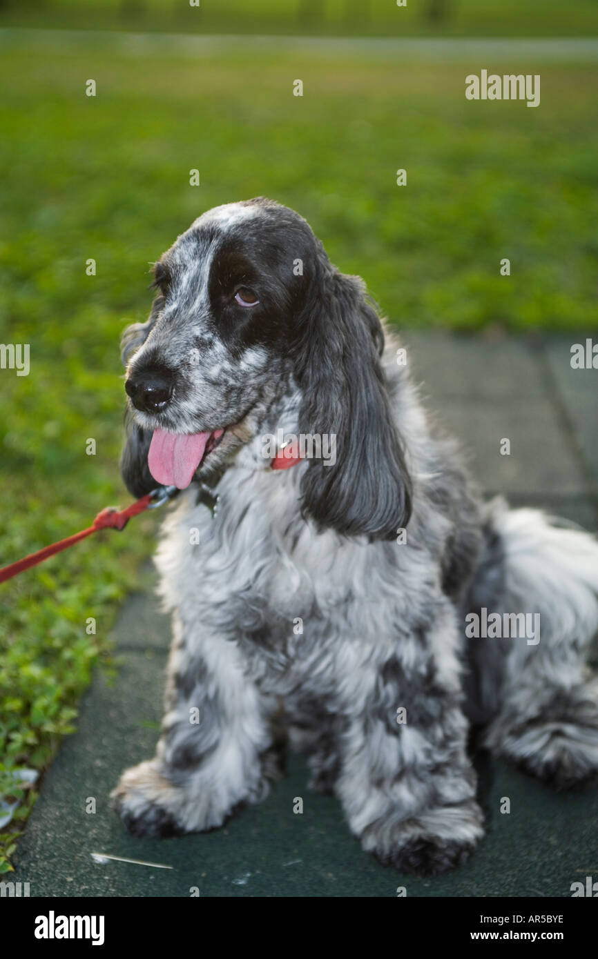Beautiful cocker spaniel in the garden Stock Photo - Alamy