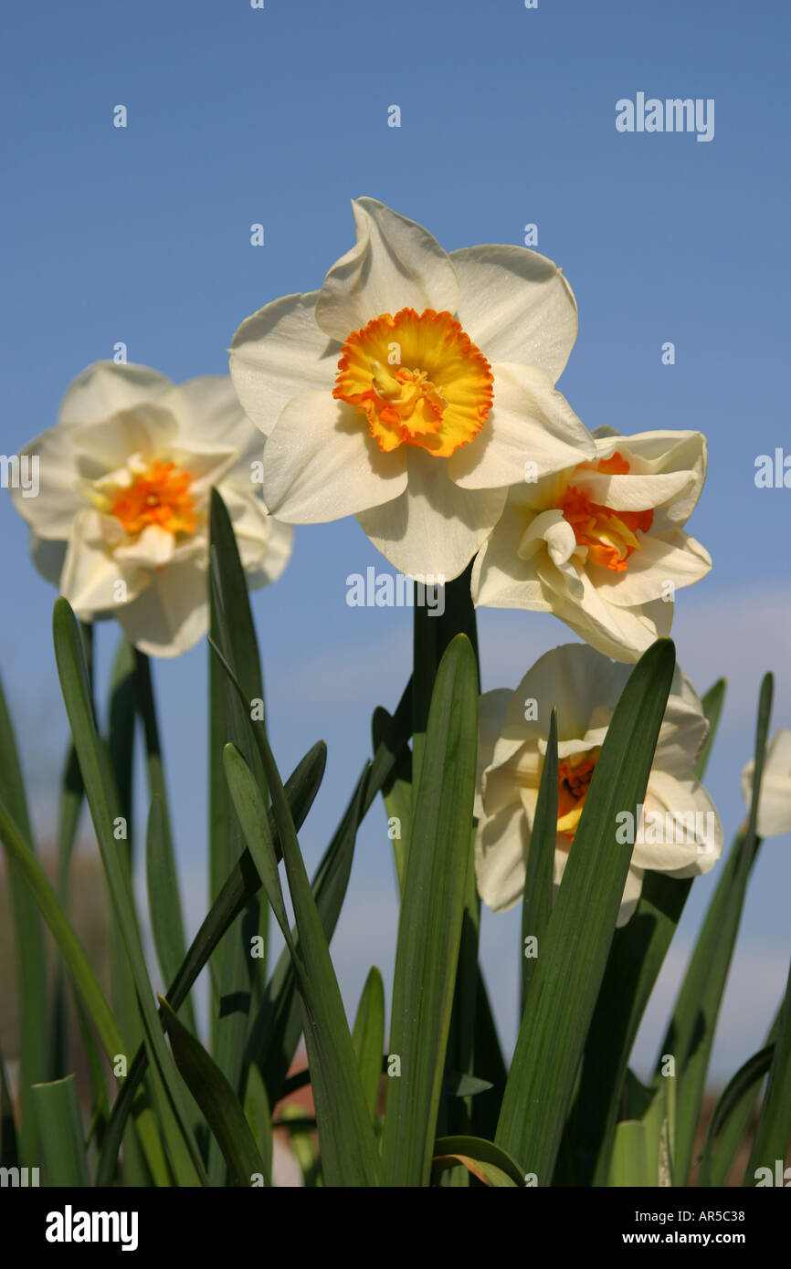 Daffodils and sunshine hi-res stock photography and images - Alamy